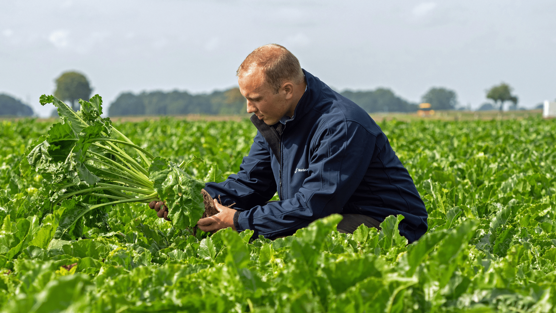 Nordic Sugar: Grøn omstilling i historisk sukkerproduktion - MLDK - Mærkevareleverandørene
